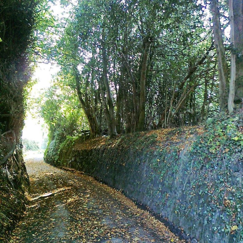 Guest blog post: David Ferry’s ‘Lake Water’, by Martyn Crucefix ...