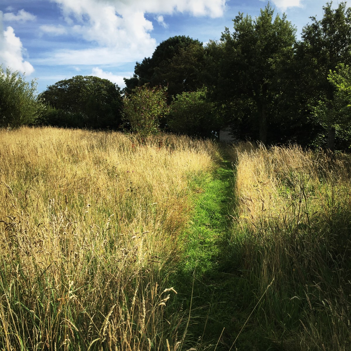 Lifesaving Poems: Margaret Avison’s ‘Twilight’ – Lifesaving Poems